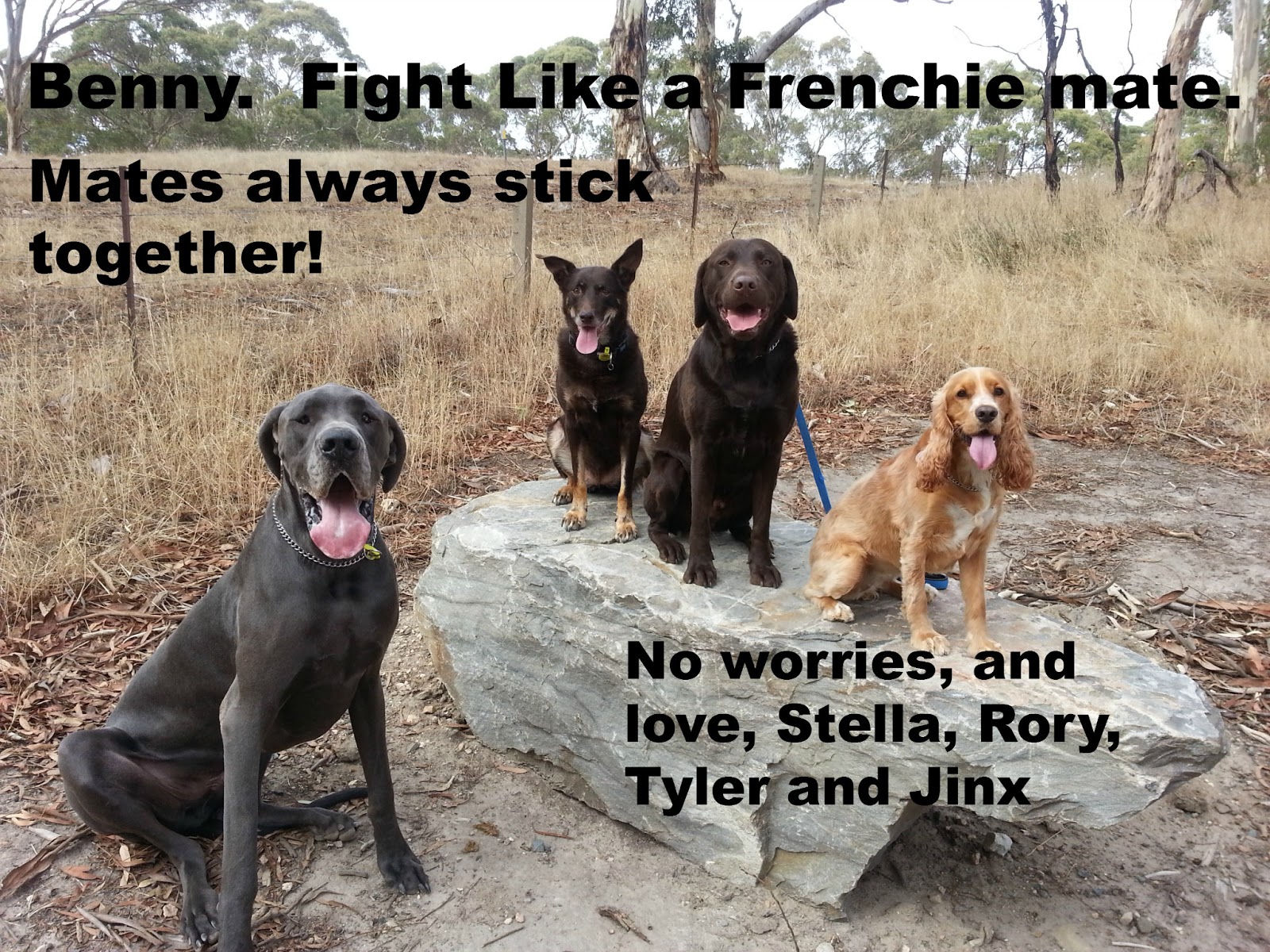 Stella and Angel Rory from Down Under: Benny - Fight Like A Frenchie