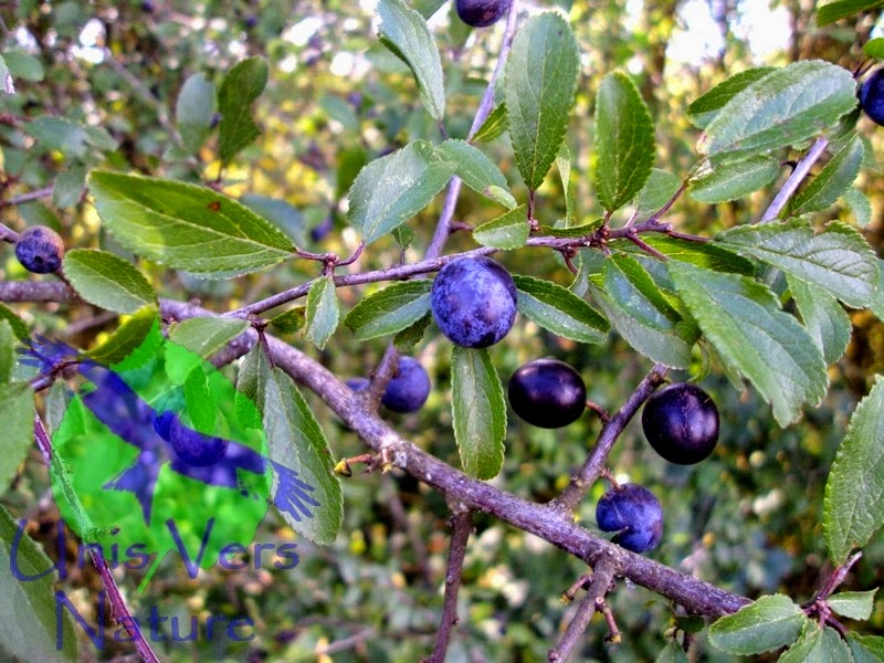 Unis Vers Nature: La prunelle, une olive indigène?