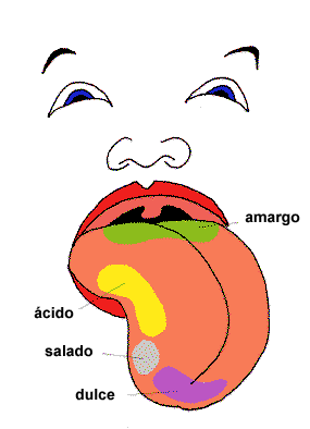 DIBUJOS DE LA LENGUA Y SUS PARTES