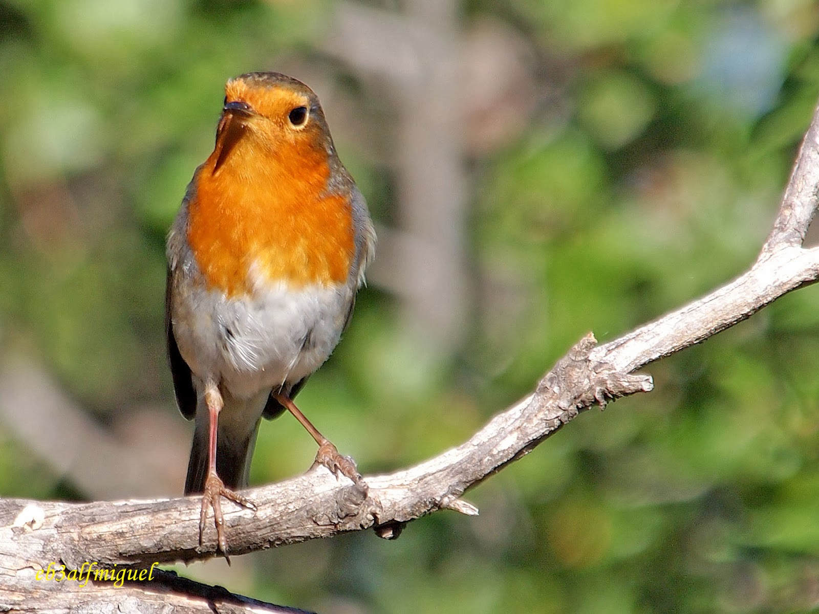 Miguel fotografia: Petirrojo europeo (Erithacus rubecula