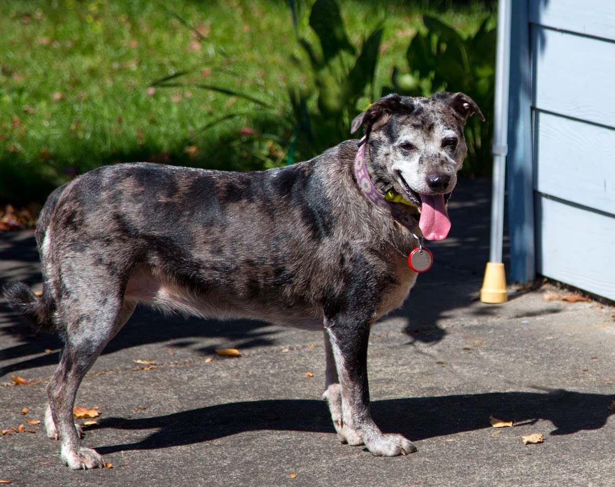 Shelter Dogs of Portland: - LILLY - Cattle Dog/Catahoula mix