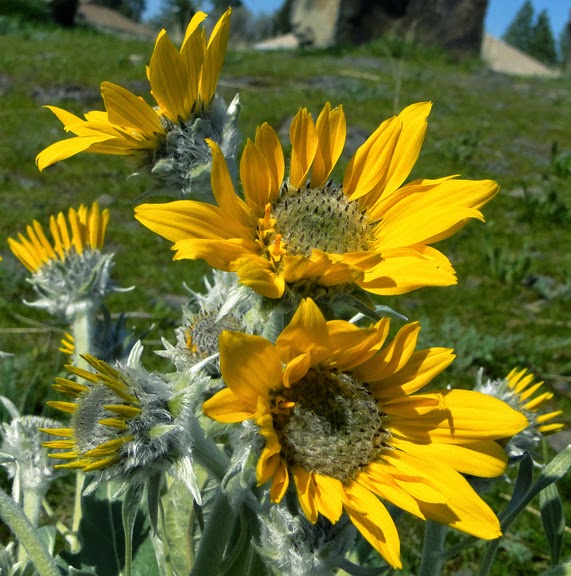 Slatsz' plant photo-biography: Balsamorhiza sagittata, arrow leaf ...