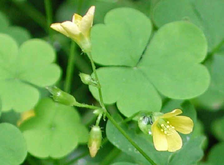 CALINCING ( Oxalis corniculata L ) | Eny Prasetyo