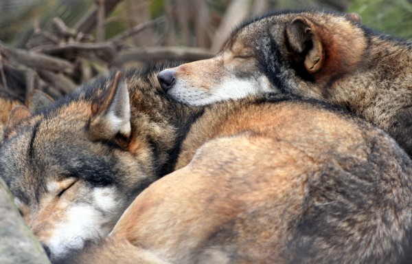 White Wolf : These 10 Sleepy Wolves Decided To Use Each Other As Pillows.