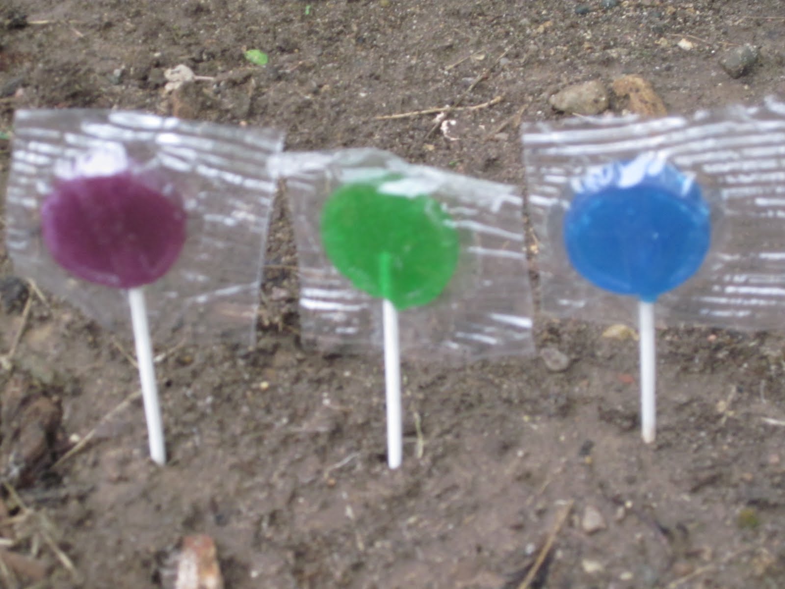 Because I Said So (and Other Mommyisms): Grow a Lollipop Garden (Plus ...