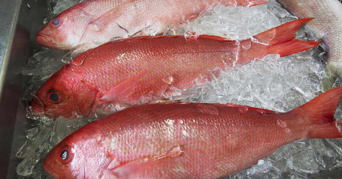 Is Red Snapper good for you? - Fresh Red Snapper, Buy Red Snapper, Red ...