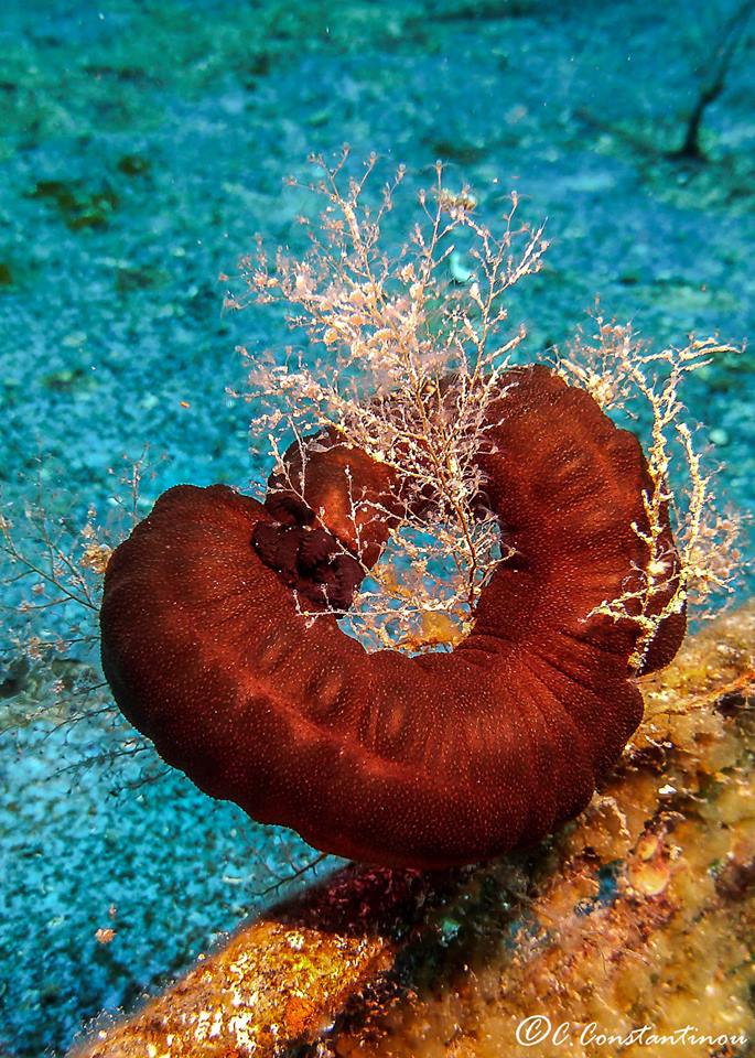 Biodiversity of Cyprus by NGO Protection of the Natural Heritage and ...