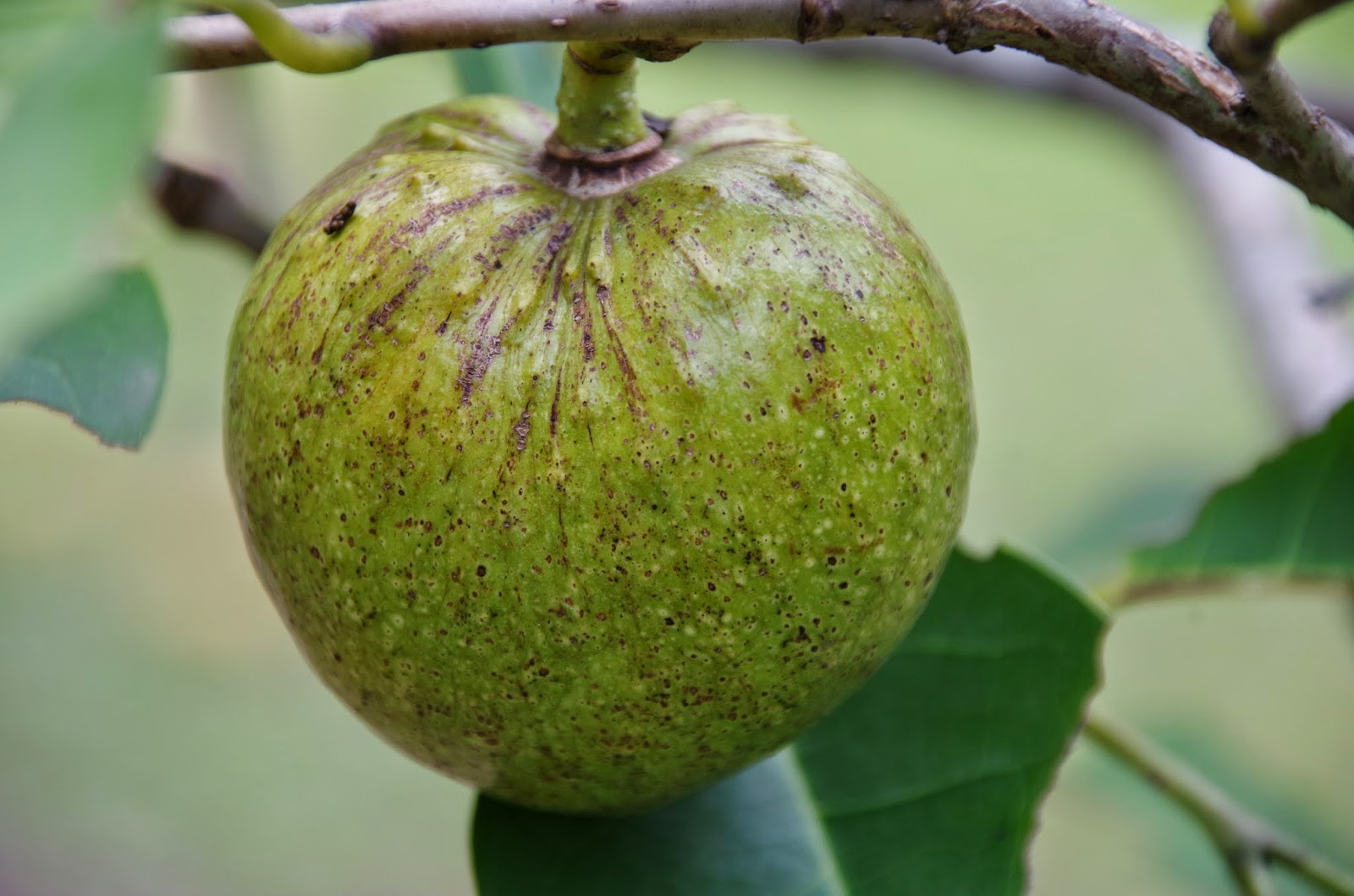 Trees and Plants: Monkey Apple