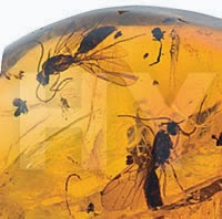 Ilmu Bumi: Pengenalan Fosil