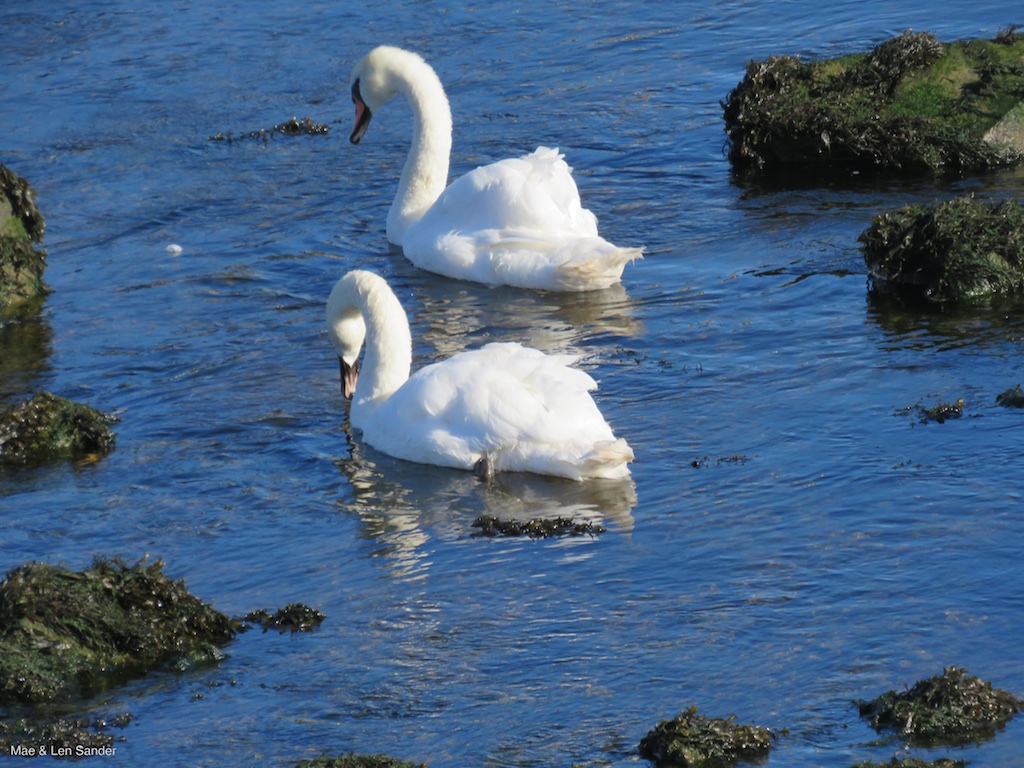 Mae's Food Blog: Irish Birds, Mostly Common Ones