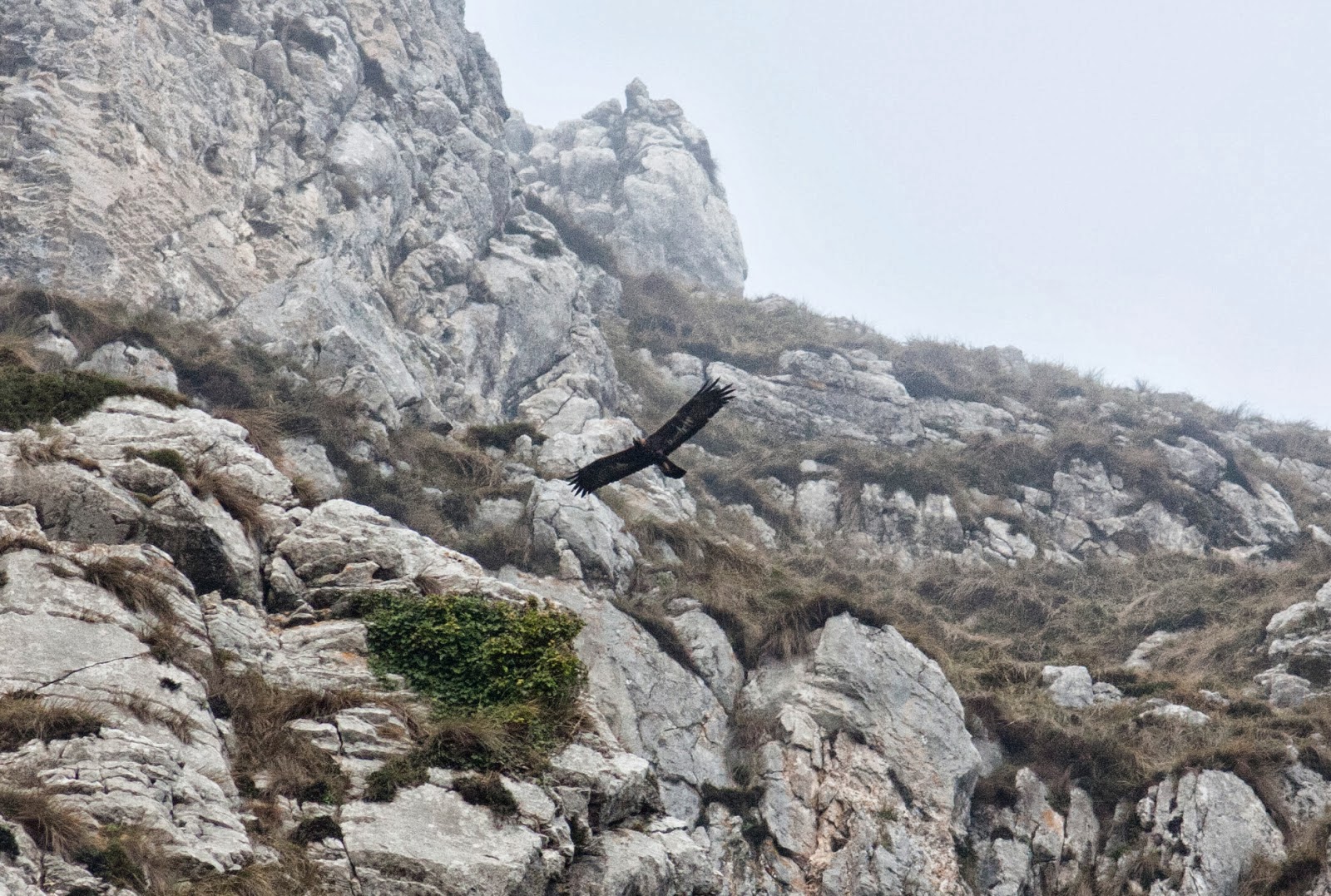 Birding Picos de Europa: Our proposals for Spring and Summer