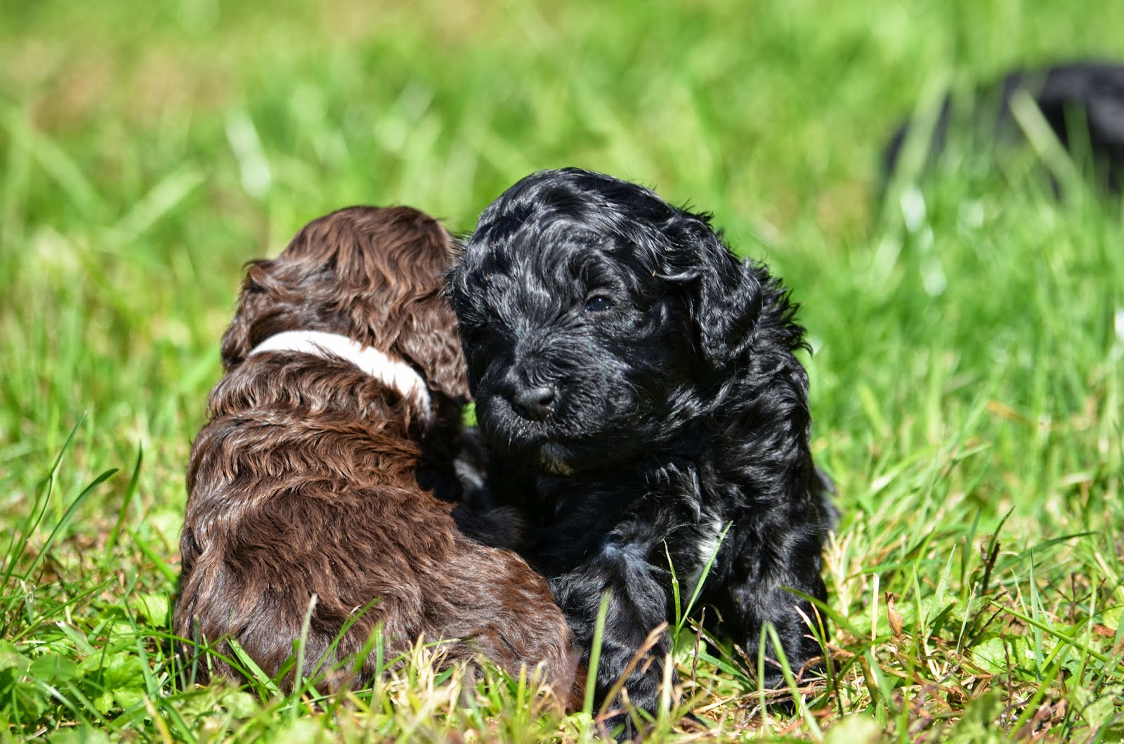Hickory Tavern Farm Barbet: Barbet Puppies Outside Again