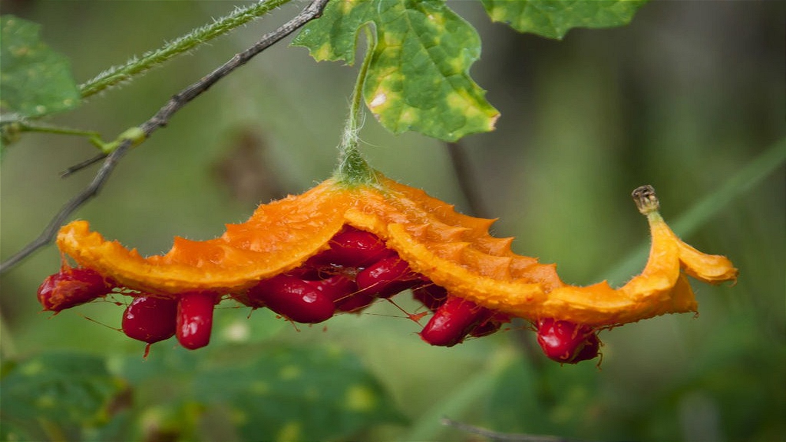 Movers Move: Balsam apple - Momordica balsamina