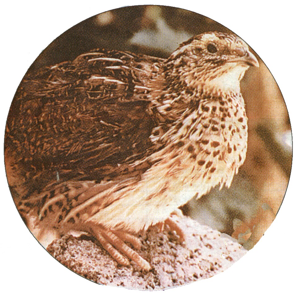 CODORNICES: CARACTERÍSTICAS Y ORIGEN DE LA CODORNIZ