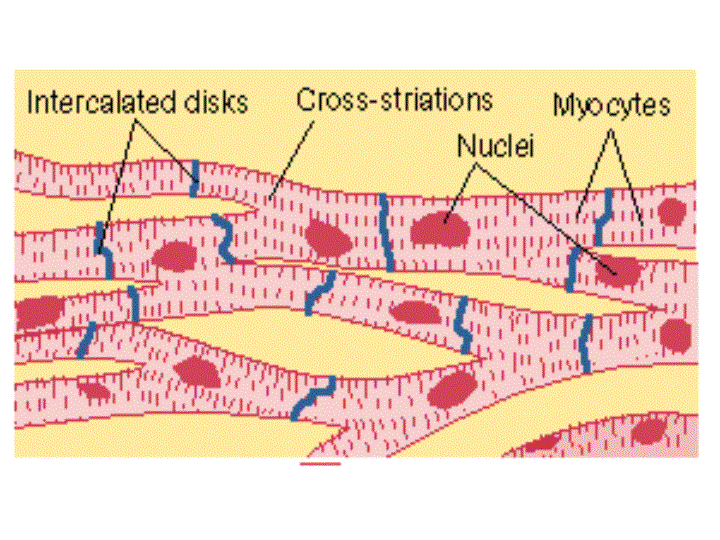 mascular system