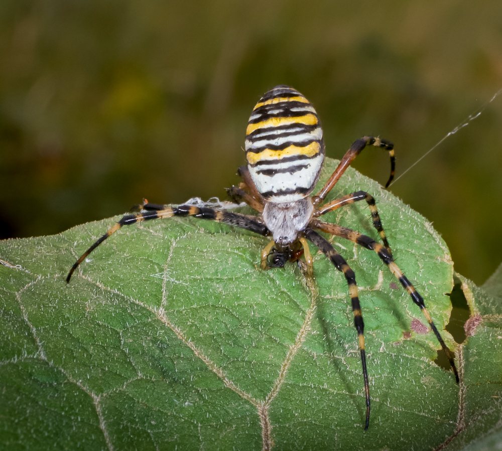 Ann Miles Blog: Wasp spiders Doing Well at Paxton Pits