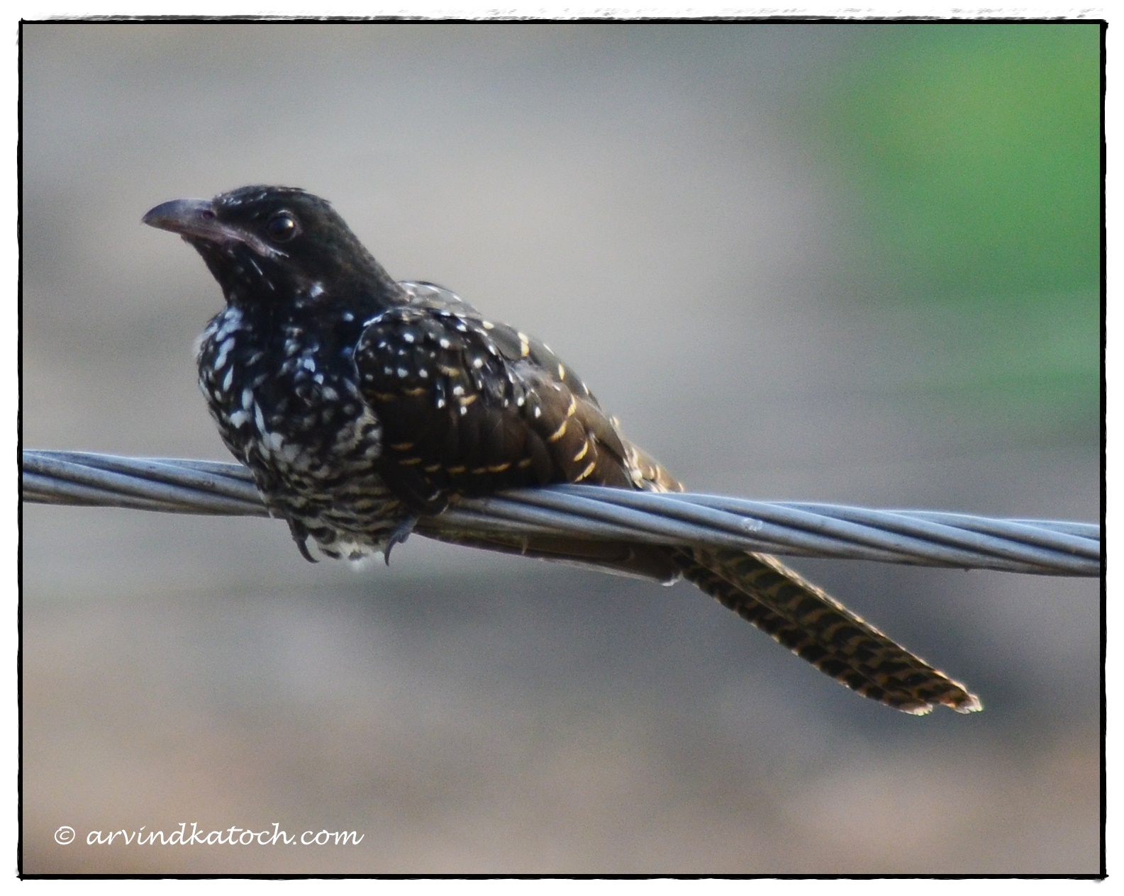 Asian Koel (Eudynamys scolopaceus) Picture and Detail (Sweet voiced Bird)