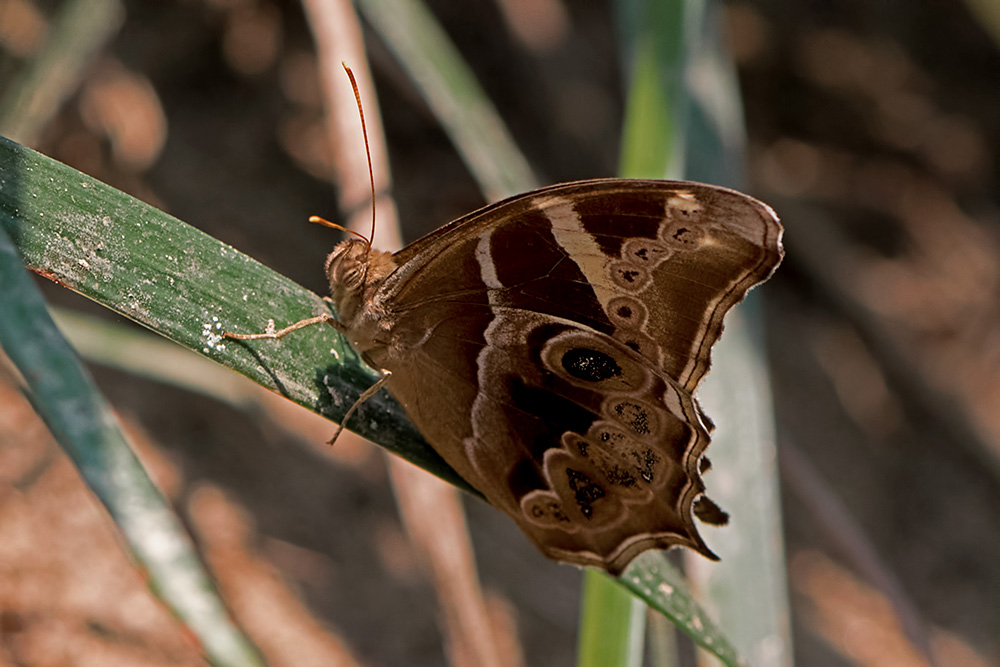 Butterflies of Myanmar Checklist | BugsAlive