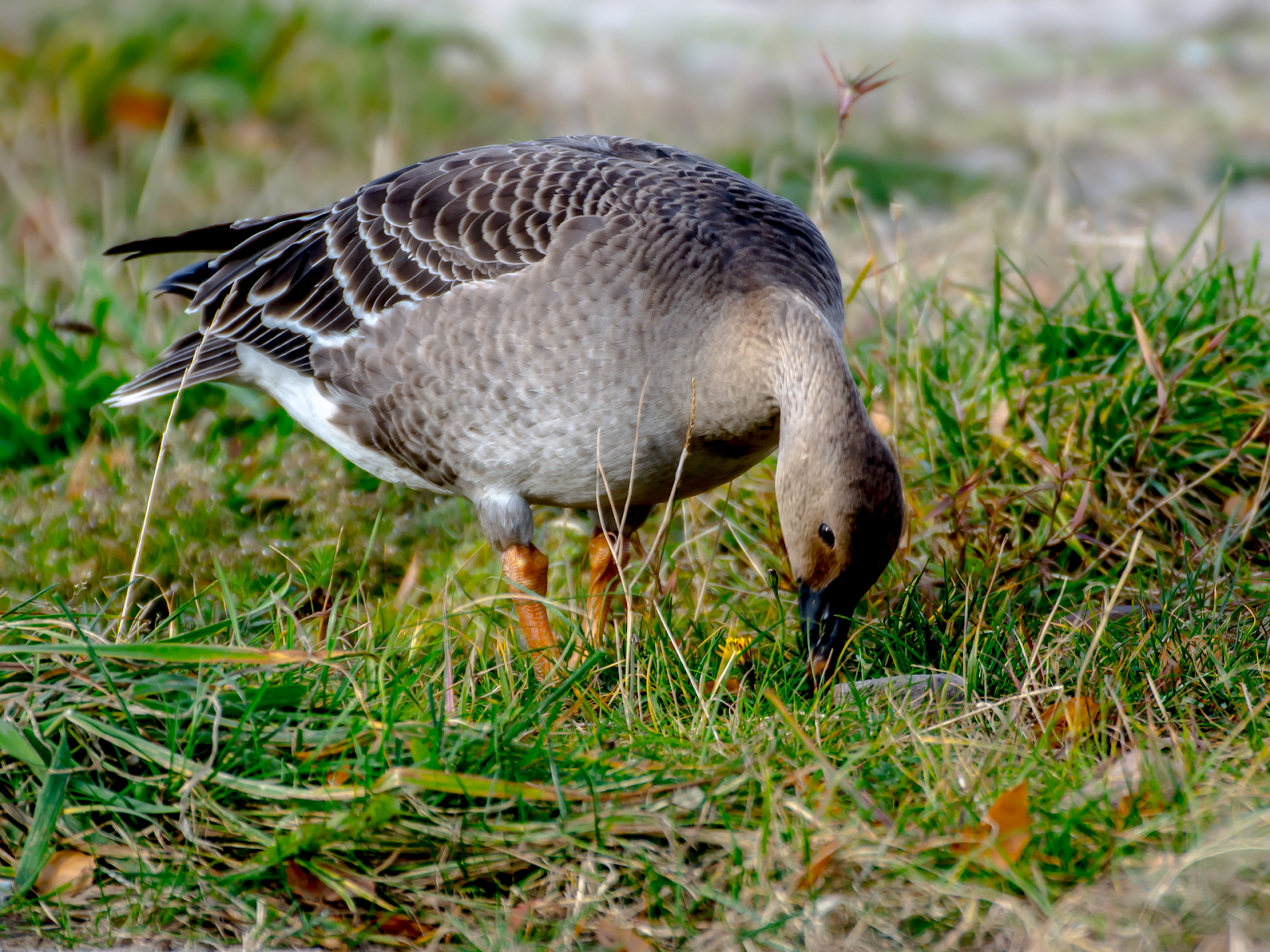 Na przelotach ... cz. II, Gęś tundrowa (Anser fabalis rossicus)