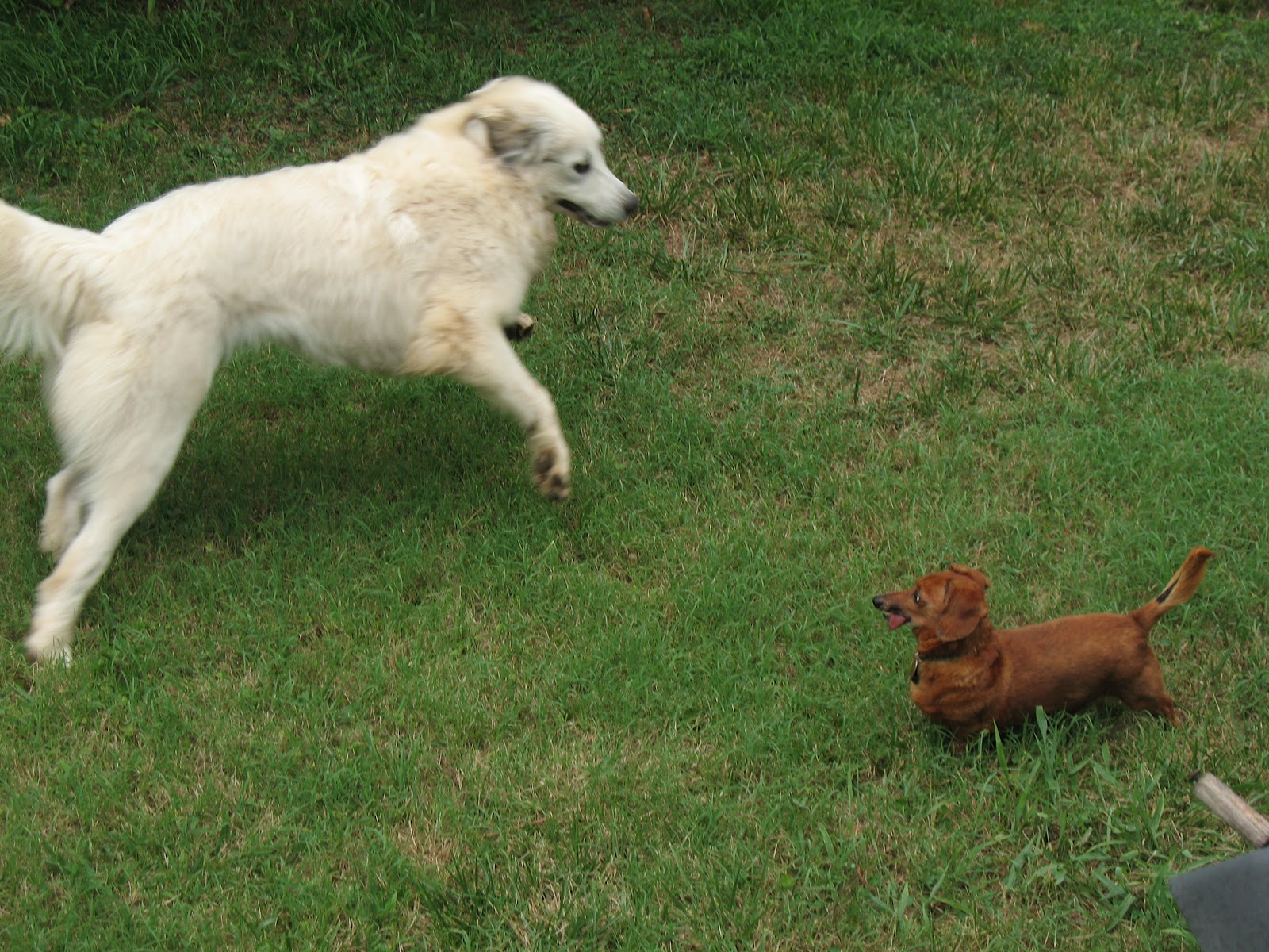 Floppy Tongue Joy: I gets a visiting from White Fuzzy next door