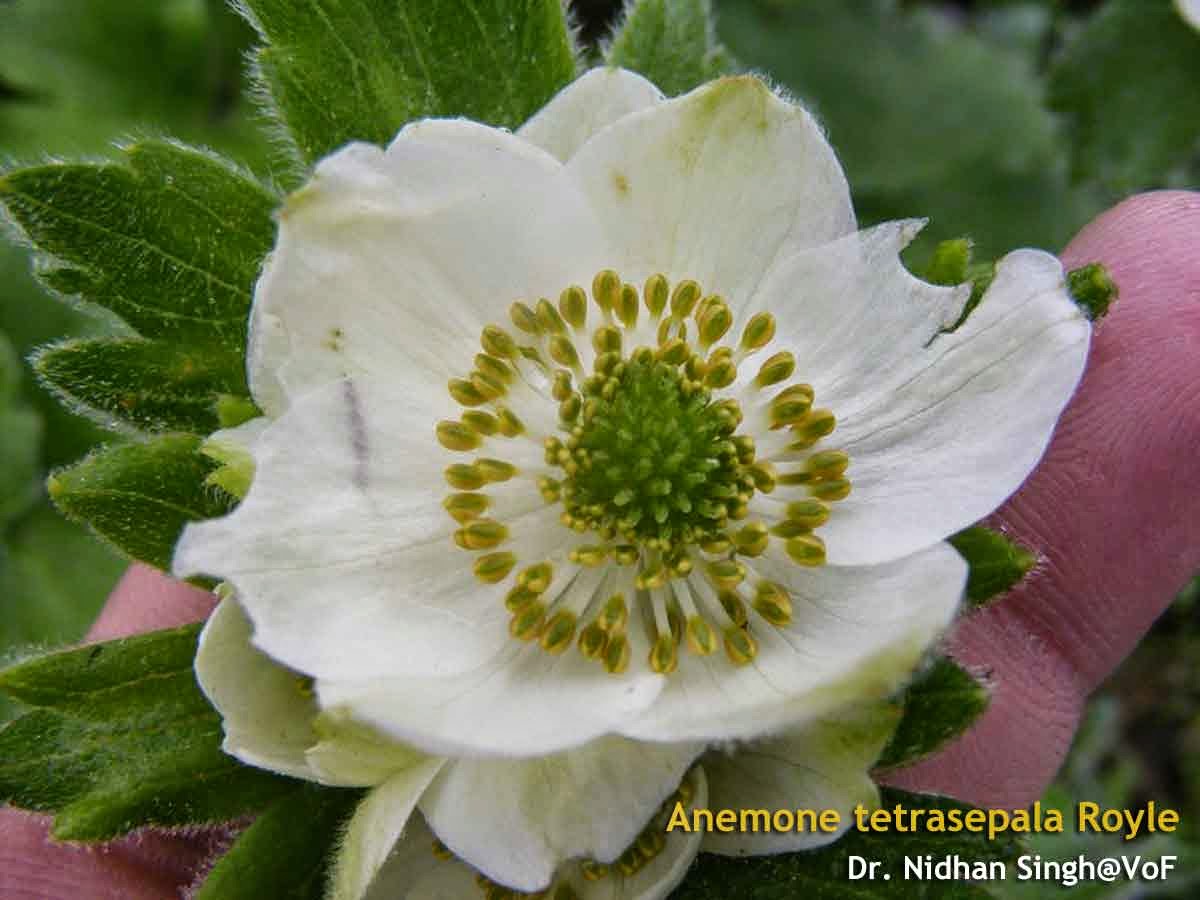 Medicinal Plants: Anemone tetrasepala, Ratanjot, Four petal Anemone