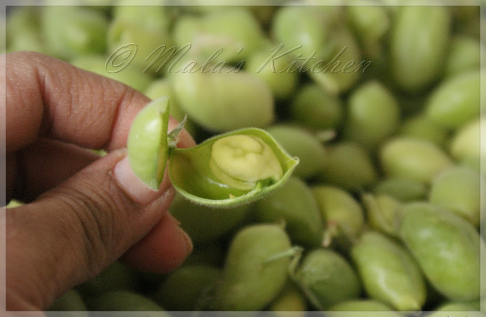 Pache Kadle Shundal | Hasi Kadle Shundal - Malas-Kitchen