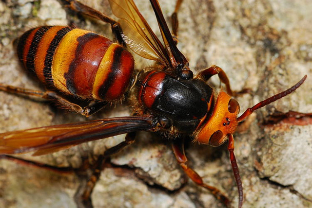 Cerita,Berita,Resepi,Lawak,Kerohanian,Motivasi dan Petua: Maut disengat ...