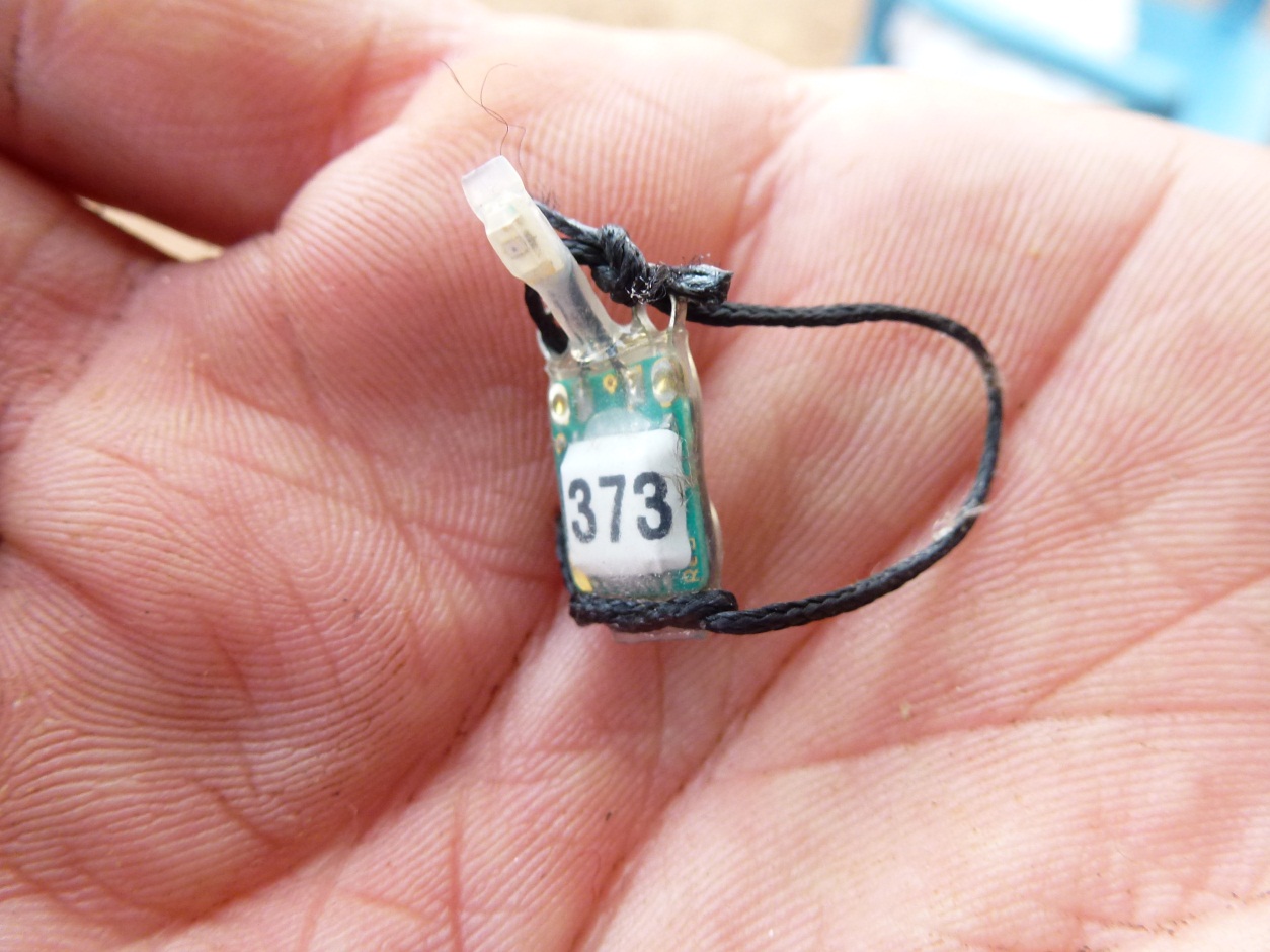 Migrant birds in Africa: 6th- 7th: A flying start