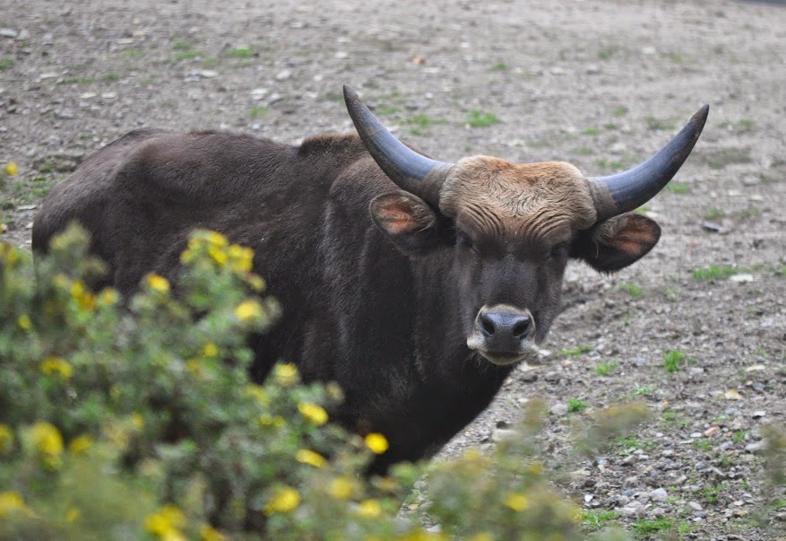 ZOOTOGRAFIANDO (6.100 ANIMALS): GAYAL / GAYAL (Bos frontalis)