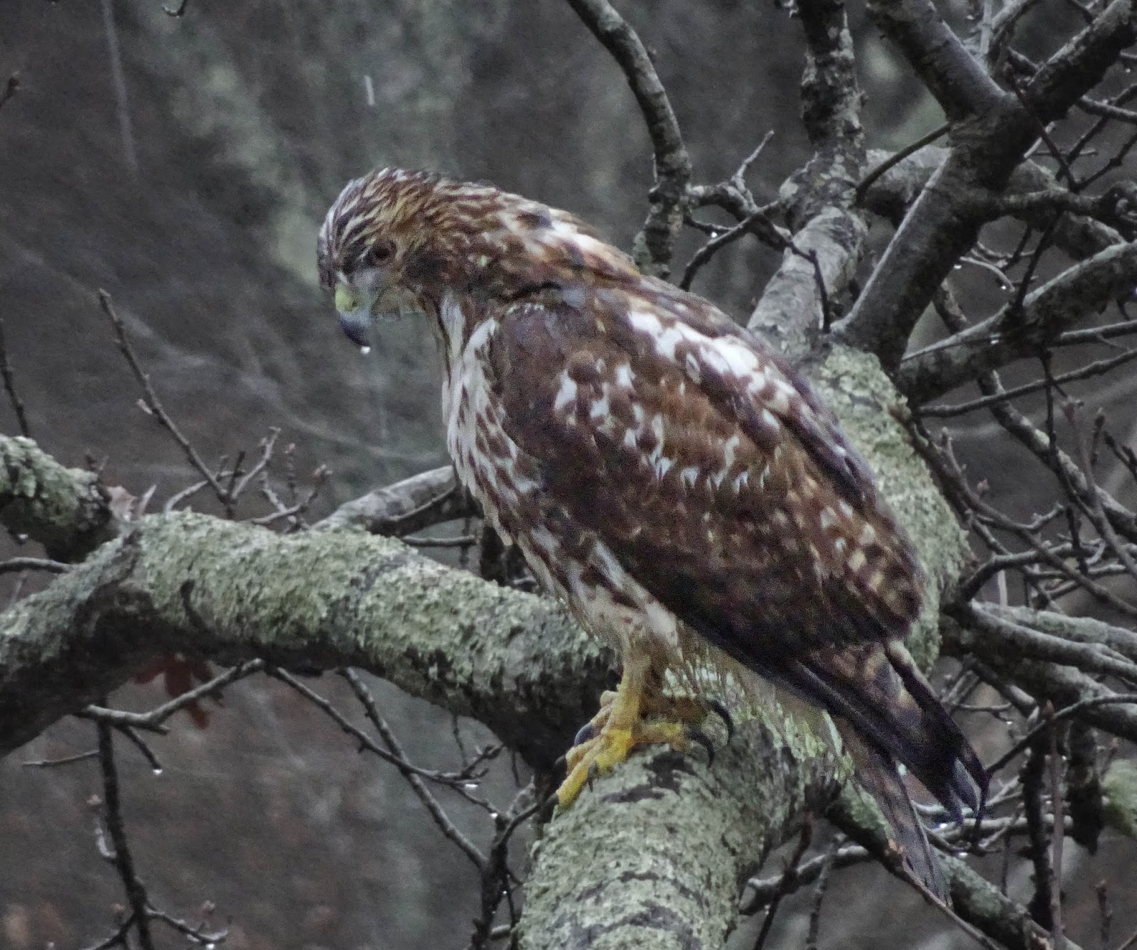 Joe's Retirement Blog: Red-tailed Hawk, Manomet, Plymouth ...