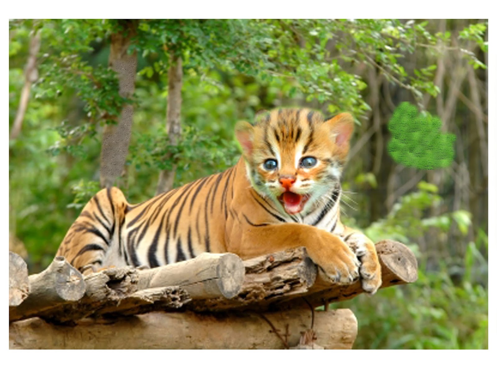 Kelly Nixon: Art Education: Animal Twists - Photoshop Lesson for Art I