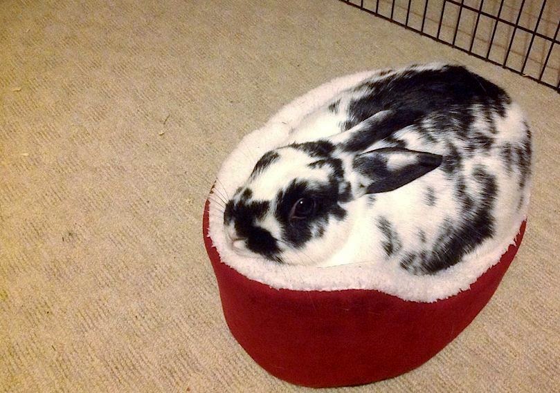 Disapproving Bun: Poppet