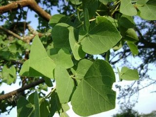 Herbario de Mis Hojas: Colorìn