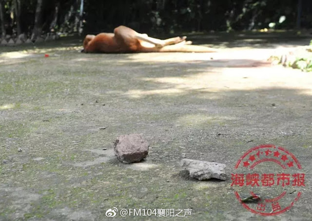 White Wolf : Kangaroo dies in Chinese zoo after visitors throw rocks ...