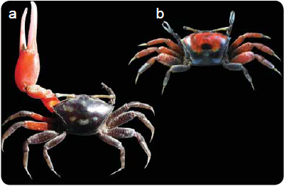 Kepiting Uca / Kepiting Fiddler | INSPIRATOR