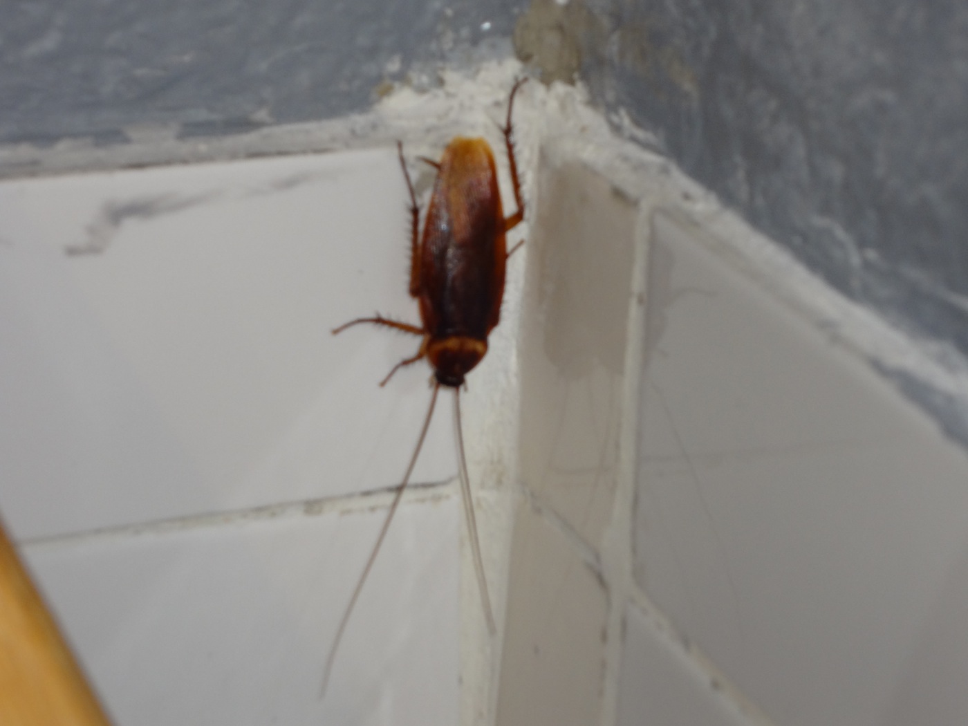 Nordic Explorers: Wed, Aug 7: Obama Bread, Quinoa, and Cockroaches