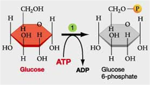 World of Biochemistry (blog about biochemistry): Glycolysis (reactions ...