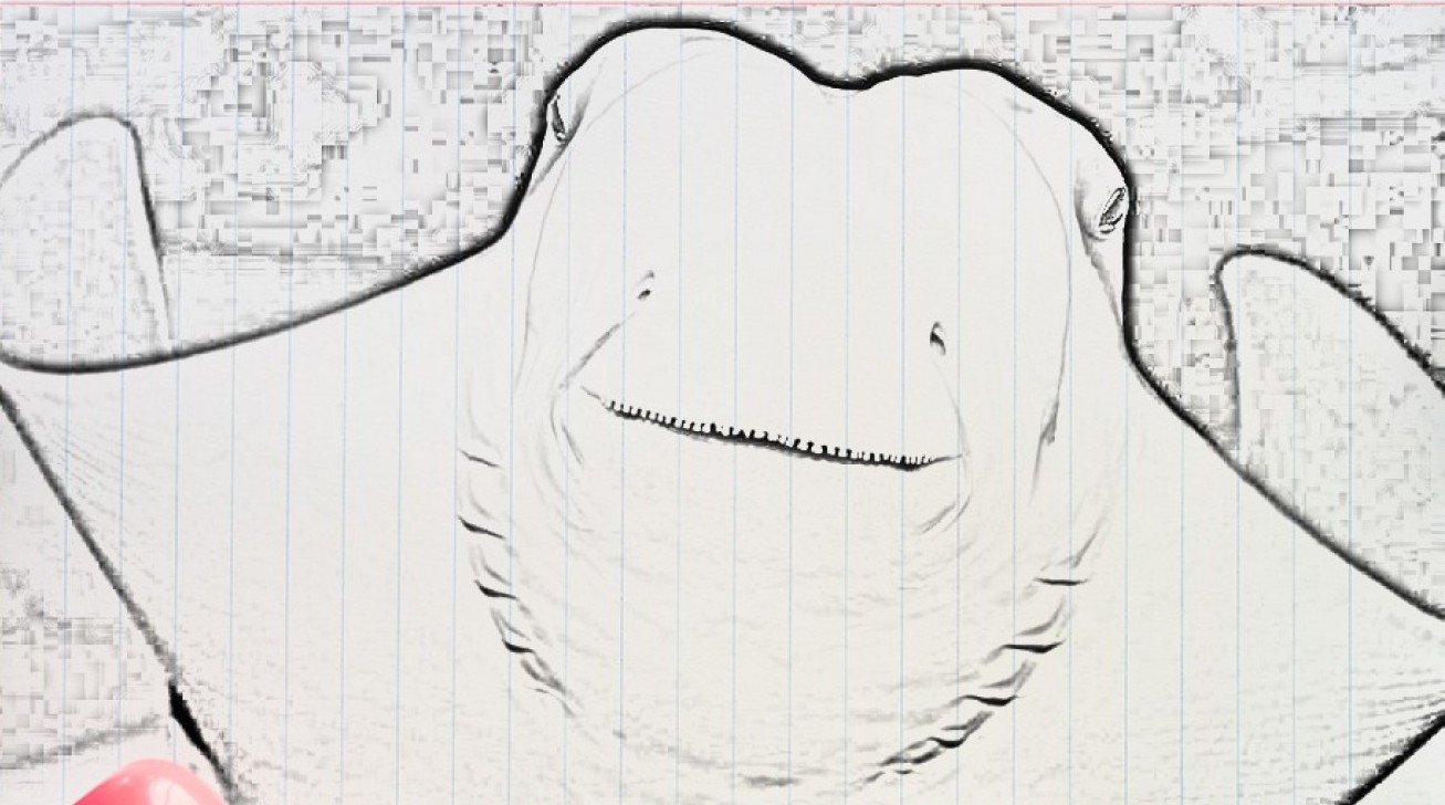 RosaBio: Arraias (Peixes cartilaginosos)