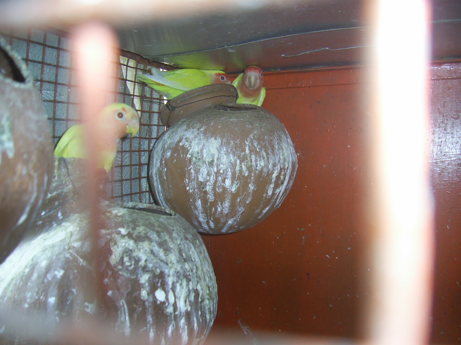 NEST AVIARIES: The Latest Addition, Lutino, Yellow Fisher, Blue Mask ...