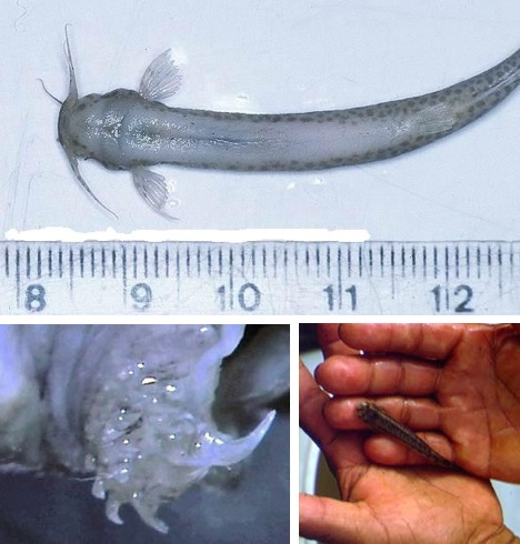 Monster Fish: The Candiru vampire fish