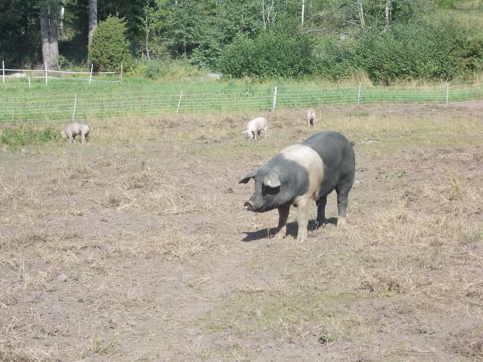 Ufugaji bora wa nguruwe – Ufugaji Bora