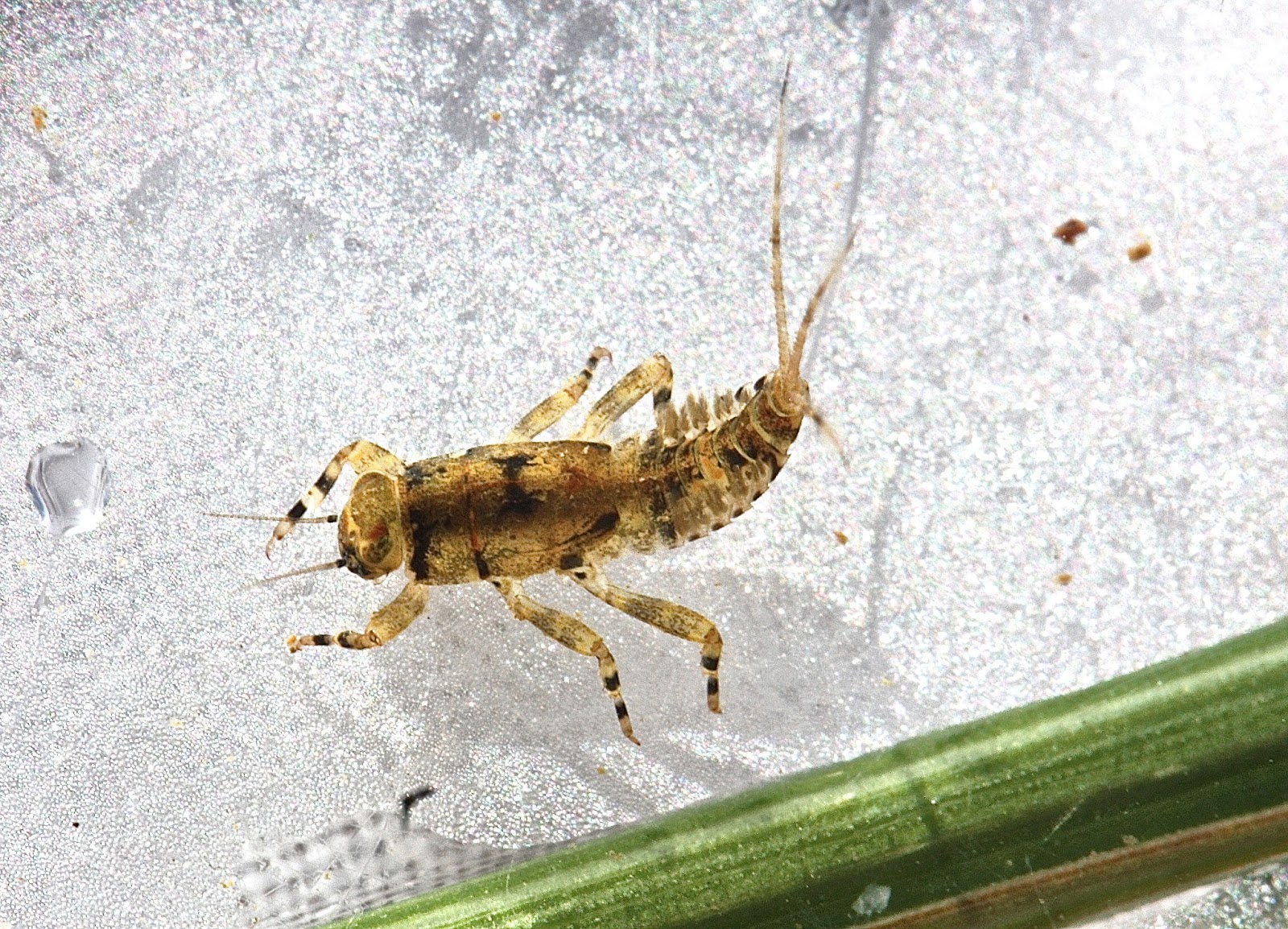 Aquatic Insects of Central Virginia: Color comes to the Doyles as the ...