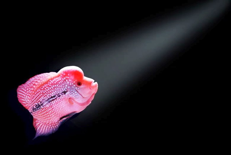 FLOWERHORN FISH photos - wallpapers (ανανεωμένο) | the fun bank