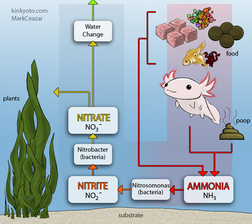 .: AMMONIA POISONING AND NITRITE POISONING?