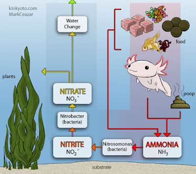 .: AMMONIA POISONING AND NITRITE POISONING?