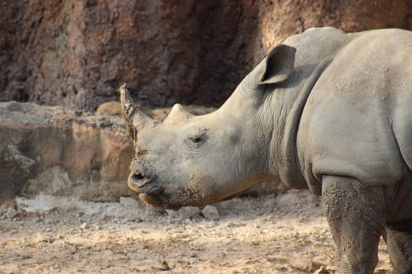 Rhino Snot (and Boogers!): My Muse (kinda)