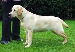 Beli Labrador Dona