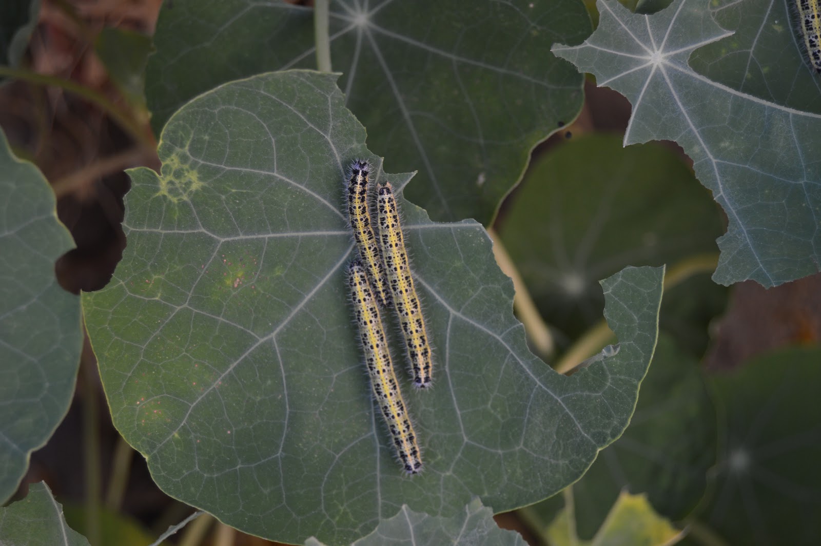 Huerto de Tatay: Gusano de la col en capuchinashuerto