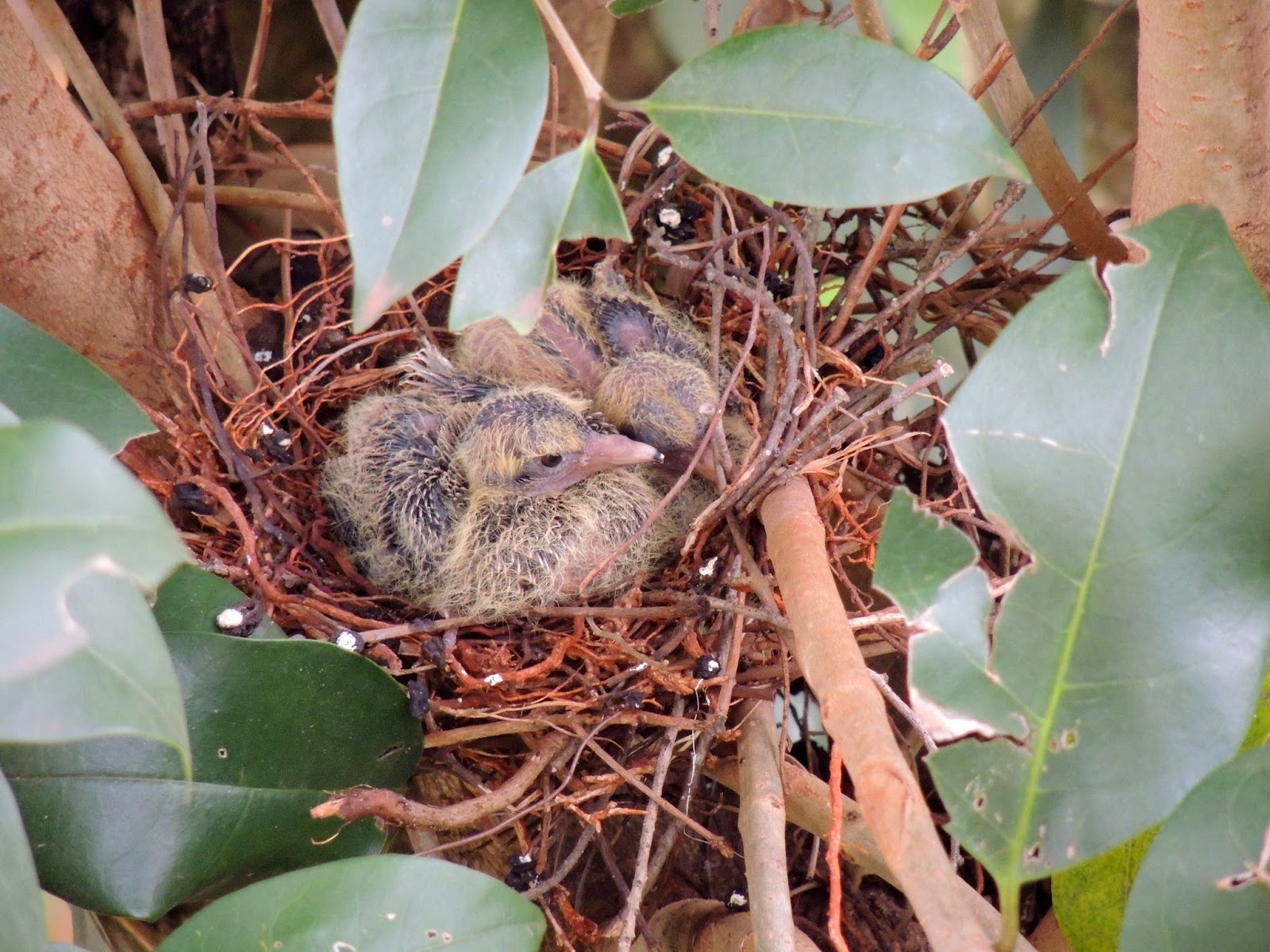 Amanda no País das Maravilhas: Zenaida auriculata (Pomba de bando)