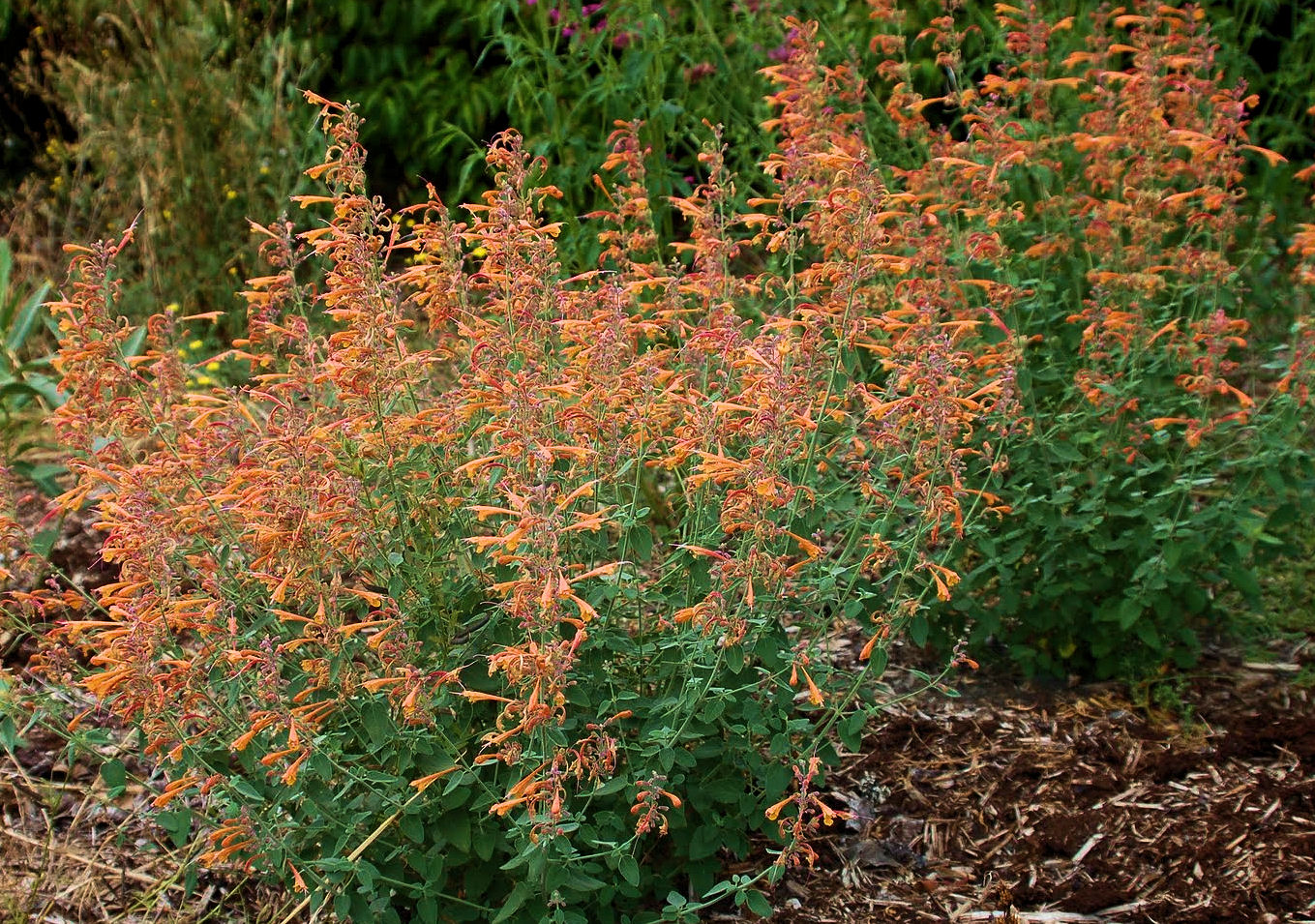 Premiere Landscape, Inc.: Agastache aurantiaca